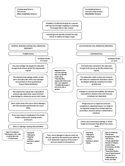 Pathophysiology Of Hansens Disease Pdf Leprosy Immune System