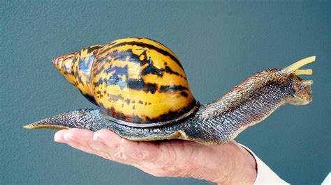 УДИВИТЕЛЬНЫЕ и очень интересные ФАКТЫ про УЛИТКУ Youtube