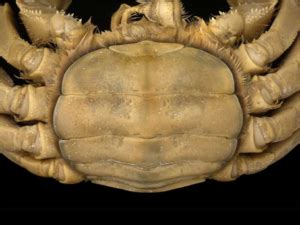 Help Track The Spread Of The Invasive Chinese Mitten Crab In The Uk Marine Biological Association