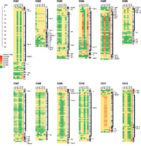 Density Maps For Snps Detected In Six Tomato Lines With Respect To The Download Scientific