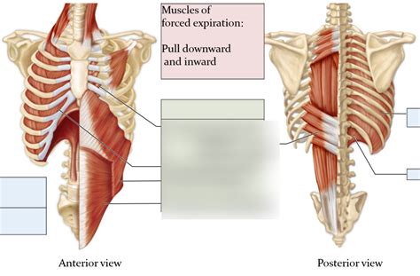 Examples Of Forced Expiration At Carrie Hernandez Blog