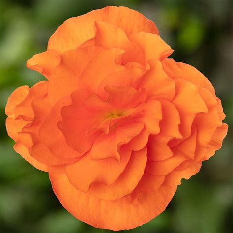 Trailing Begonia Seeds Begonia Seeds Begonia Limitless® Orange