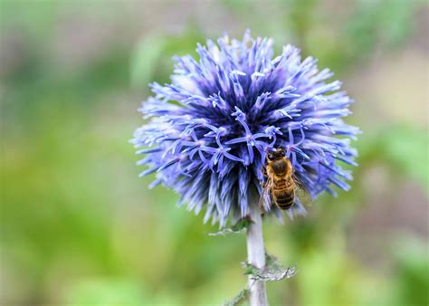 Imagen Gratis Abeja Insecto Macro Verano Naturaleza Flora