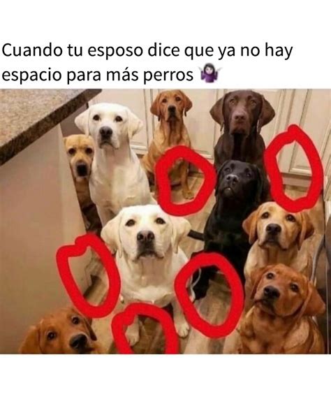 35 Memes De Perros Adorablemente Graciosos Panda Curioso