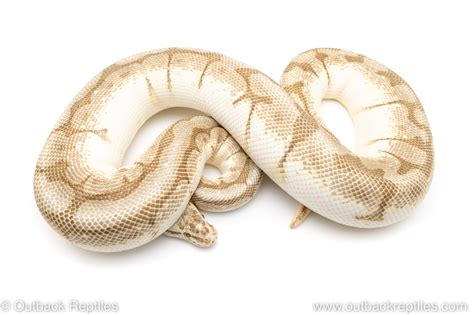 Pastel Lesser Bee Ball Python