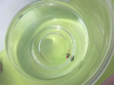 대치동 중고나라 3주 정도 지난 귀여운 막구피 치어들 키워보실분 있나요 아직 암수 구분은 안되지만