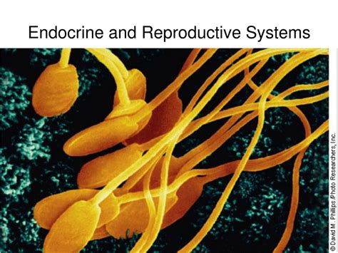 Ppt Endocrine System Hormones And Glands Powerpoint Presentation
