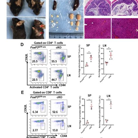 Pp6 Flfl Foxp3 Gfp Cre Mice Spontaneously Develop Autoimmunity And Download Scientific