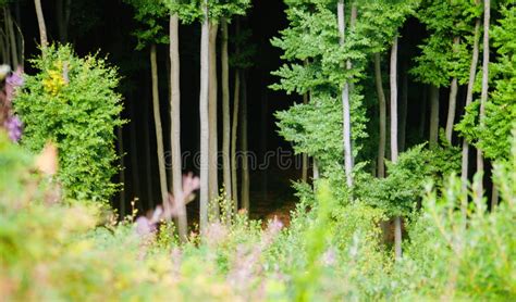View Of A Deep Dark Forest Behind Dense Vegetation Stock Image Image