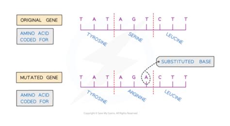 Genetic Diversity Mutation And Meiosis Flashcards Quizlet