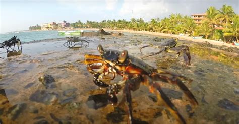 Why Nature Keeps Turning Creatures Into Crabs