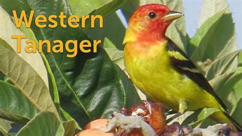 Western Tanager Juvenile