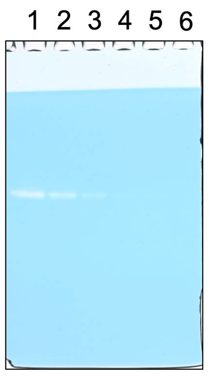 Figure 3 [image Of Csaseabc On The ] Glycoscience Protocols Glycopodv2 Ncbi Bookshelf