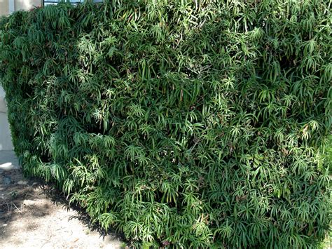 Podocarpus Gracilior Fern Podocarpus Privacy Plants Screen Plants