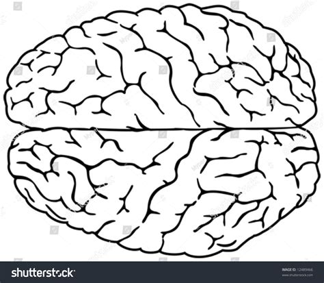 Simple Brain Drawing Stock Vector Royalty Free Shutterstock