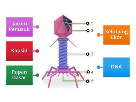 Struktur Virus Labelled Diagram