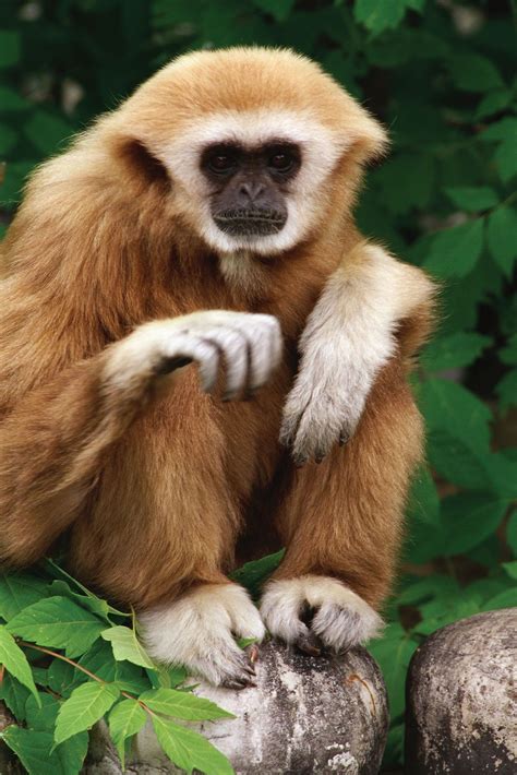 Gibbon Types Diet And Facts Britannica