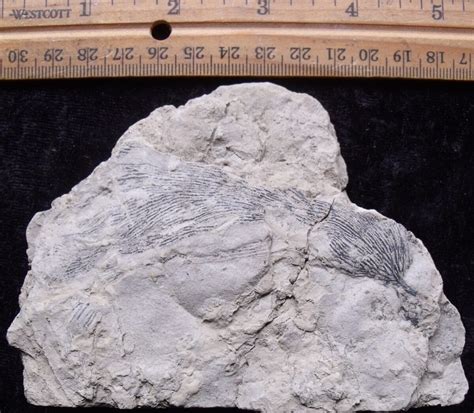 Fossil Graptolite With Stem Paleo Joe