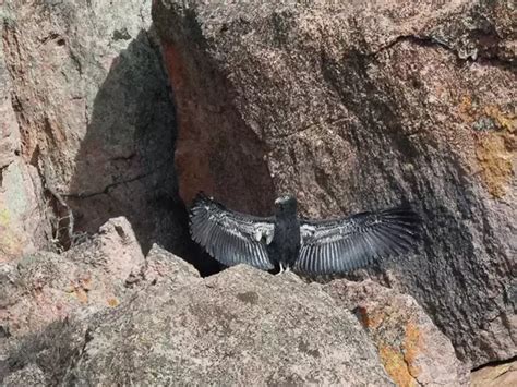 Nesting Condors Ventana Wildlife Society