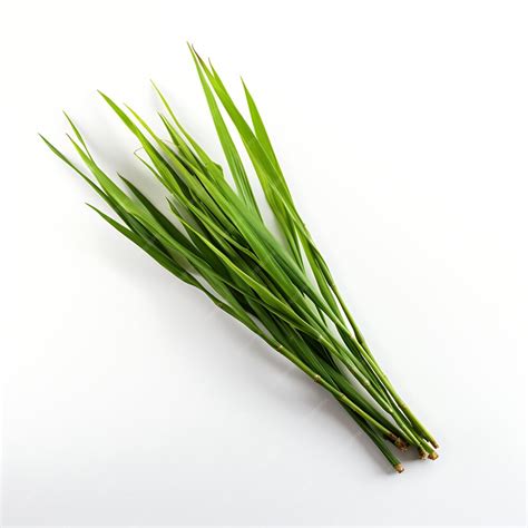 Premium Ai Image Kanlow Switchgrass Bright Green A Single Upright Leaf Used F Isolated On