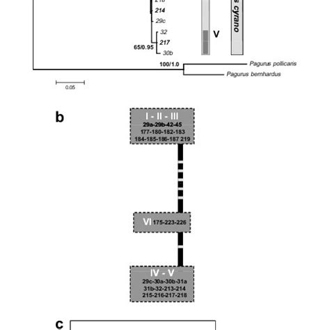 A Maximum Likelihood Phylogeny Based On Bi Partitioned Concatenated
