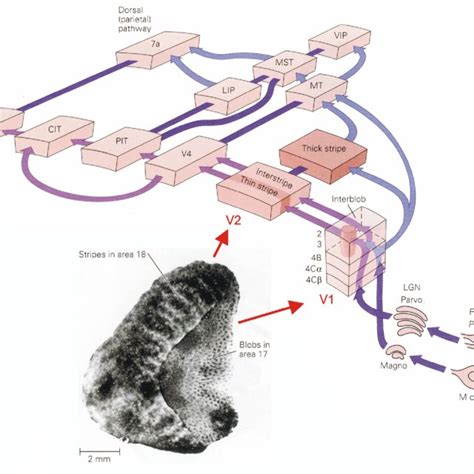 3 The Two Major Visual Pathways The Ventral Pathway Of Color And Form