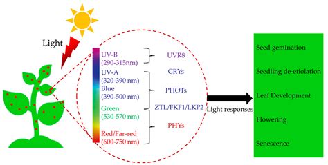 How Does Light Quality Affect Photosynthesis At Ronald Lockett Blog