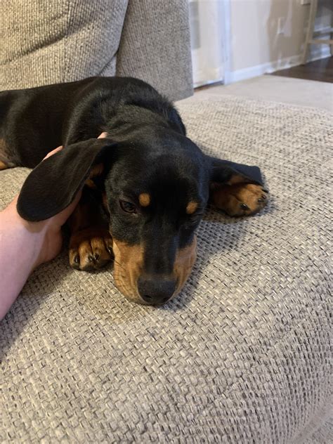 Mélange Teckel Noir Et Beagle Manteau Pour Teckel Manteau En