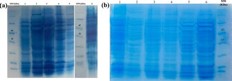 Sds Page Analysis Of Omvs Isolated From Clearcoli™ Strain Under