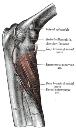 Lateral Epicondyle Of The Humerus Wikipedia