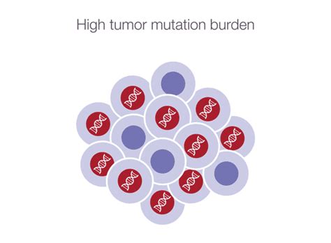 Targeted Next Generation Sequencing Ngs Assays Oncomine