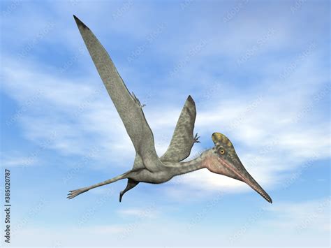 Pterodactylus Prehistoric Bird Flying In The Blue Sky 3d Render Stock Illustration Adobe Stock