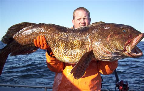 Lingcod