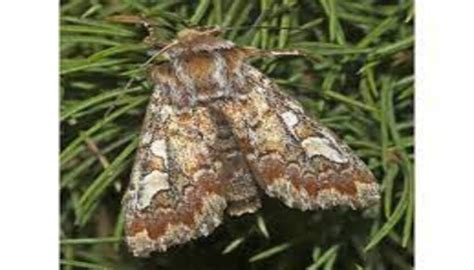 The Pine Moth Is A Dangerous Pest Of Coniferous Plants Green Clinic Ecosystem Phytopathology