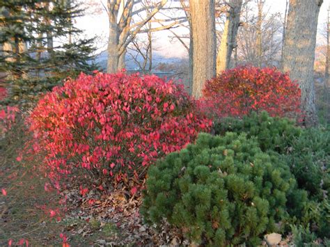 Pinus Mugo Mugho Pine Mugo Pine Swiss Mountain Pine North