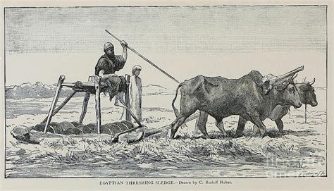 Egyptian Threshing Sledge N5 Drawing By Historic Illustrations Pixels