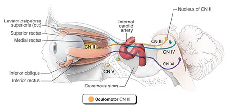 Oculomotor Nerve Anatomy