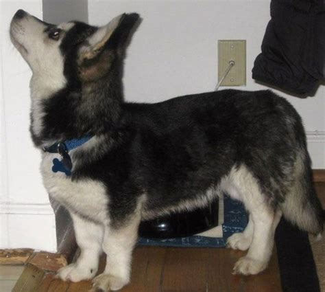 Siberian Husky Mixed With Corgi