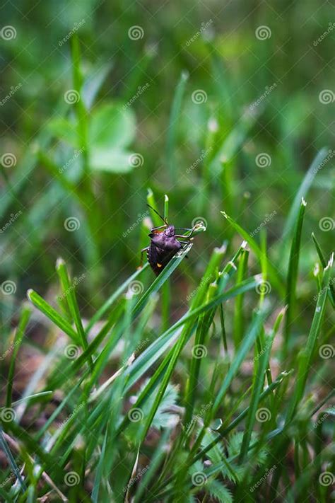 Brown Marmorated Stink Bug Is Sitting On The Grass An Insect In The