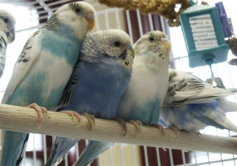 Birds Flashcards Quizlet