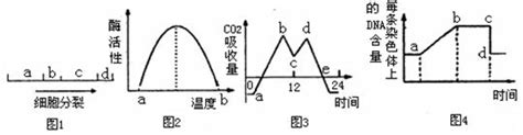 在dna分子的一条单链中 相邻的碱基a与t是通过下列哪项连接的 A 氢键 B 脱氧核糖 磷酸 脱氧核糖 C 肽键 D 磷酸 脱氧核糖 磷酸 ——青夏教育精英家教网——