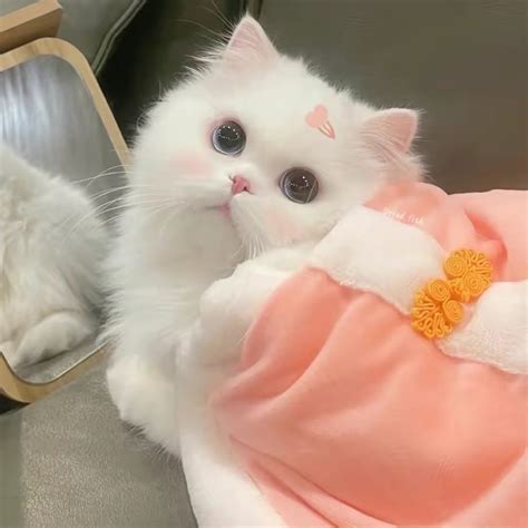 可爱头像 猫 狗 高清图片，堆糖，美图壁纸兴趣社区