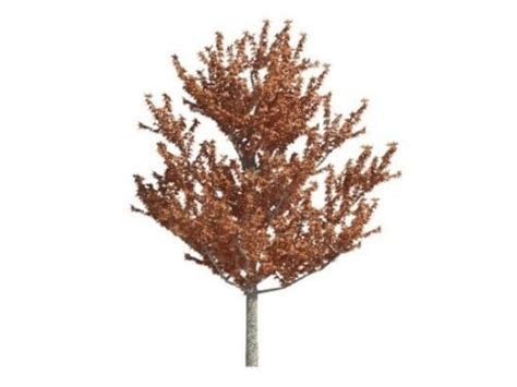 Download Trees Revit Families Bim Objects Bim Library