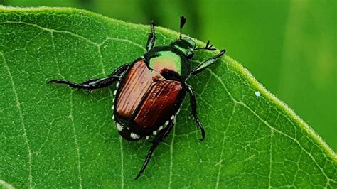 Japanese Beetle Identification Life Cycle Facts And Pictures