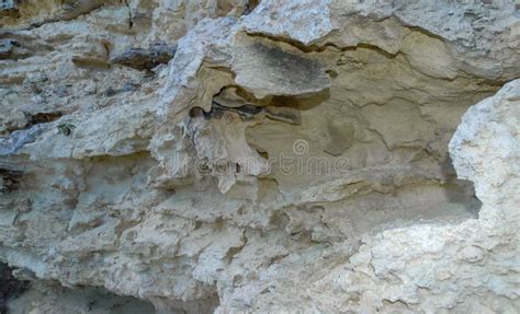 Weathering Of The Shell Rocks Of Dzhangul Of The Landslide Coast In The Western Crimea