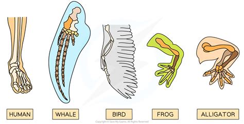 Evidence Of Evolution Dp Ib Biology Revision Notes 2023
