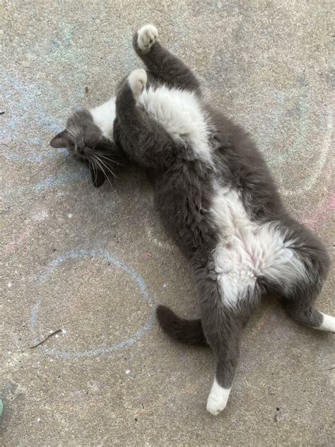 George Cleaver 2023 Paw Prints Forever