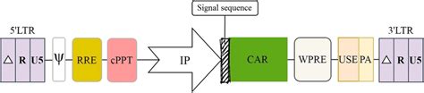A Schematic Picture Of A Sin Lv Vector Backbone Indicating Where Download Scientific Diagram