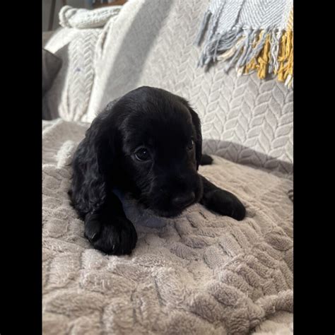 Cockapoo Sale Axbridge Somerset Beautiful Cockapoo Pups