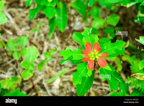 Euphorbia Uses Effectiveness Possible Side Effects Interactions